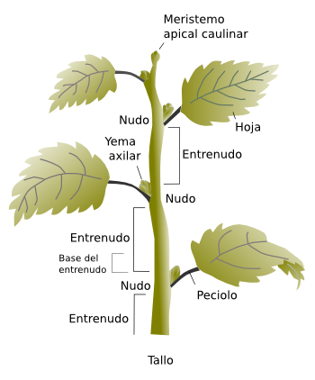 El universo de las plantas: octubre 2010