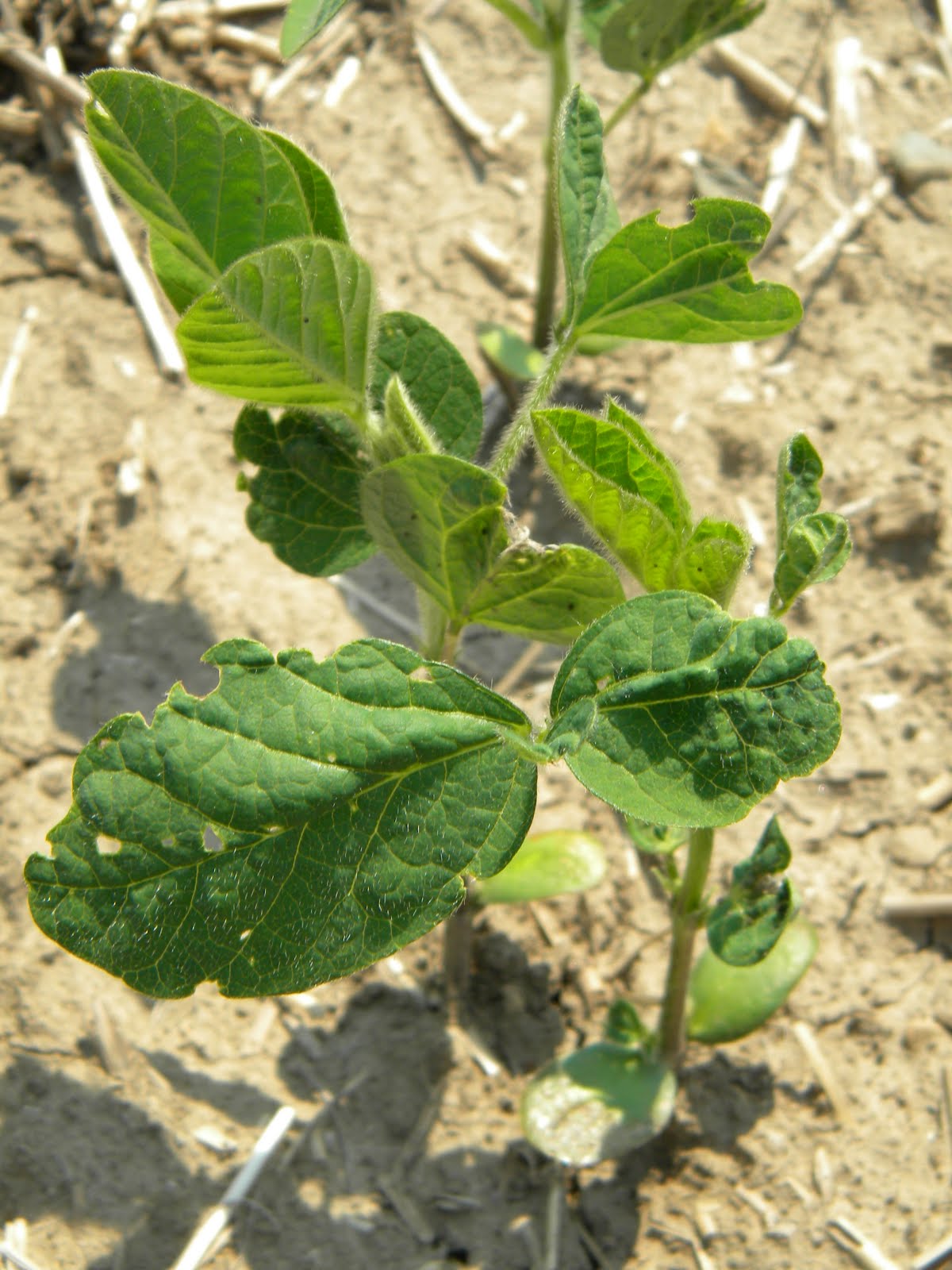 Better Crops by Barker: A Return to"Beans Beans"