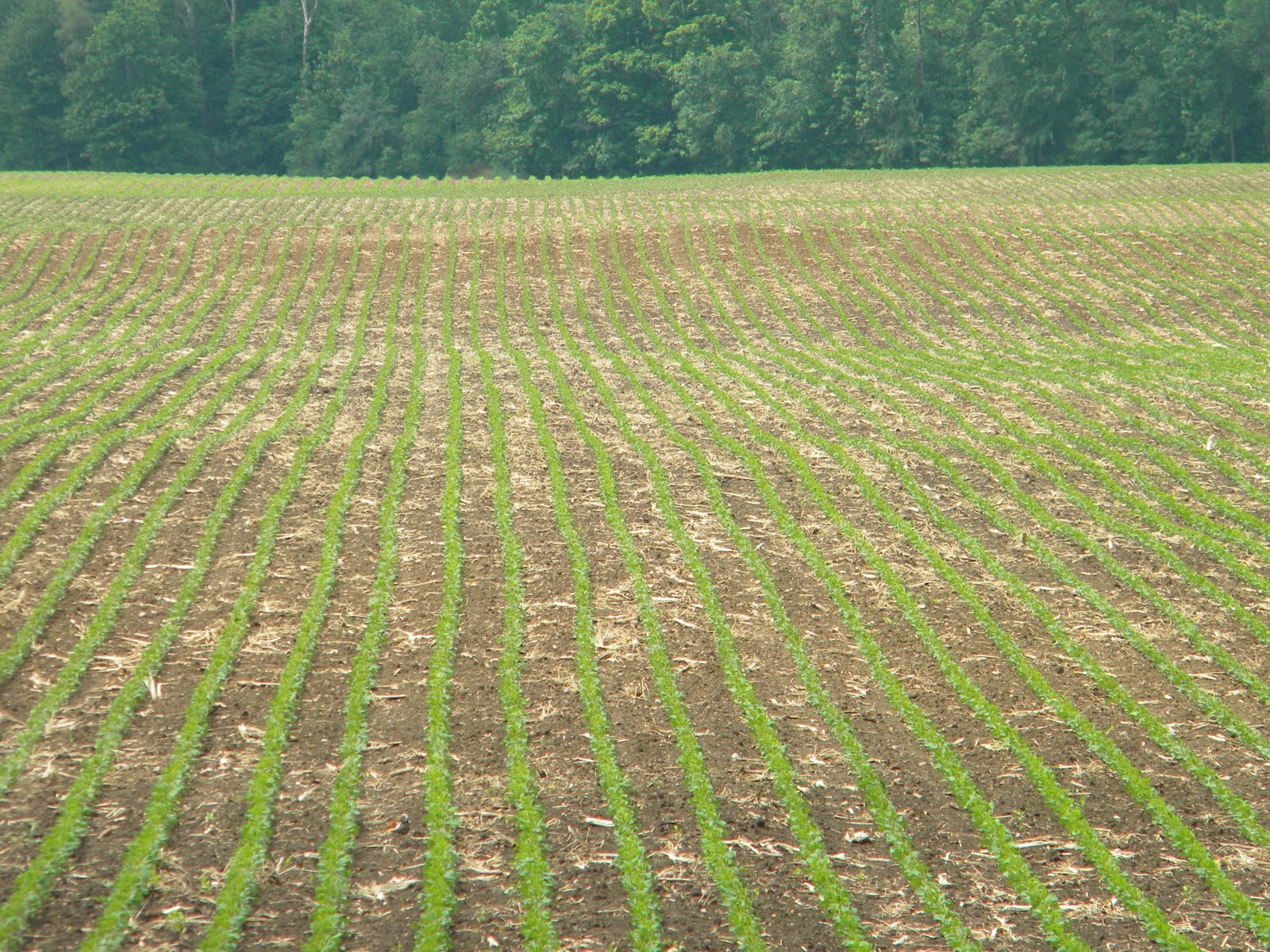 Better Crops by Barker: My Neighbours Have Some Nice Crops