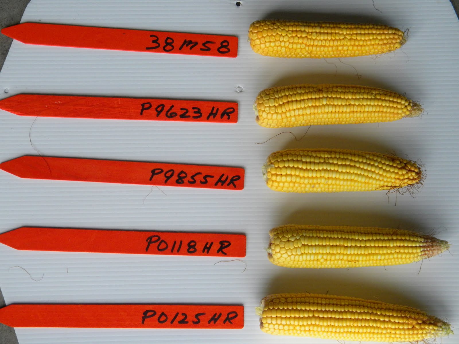 Better Crops by Barker: Corn Maturity Moving Along