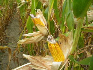 Better Crops by Barker: Do We Have to Feed the Whole World?