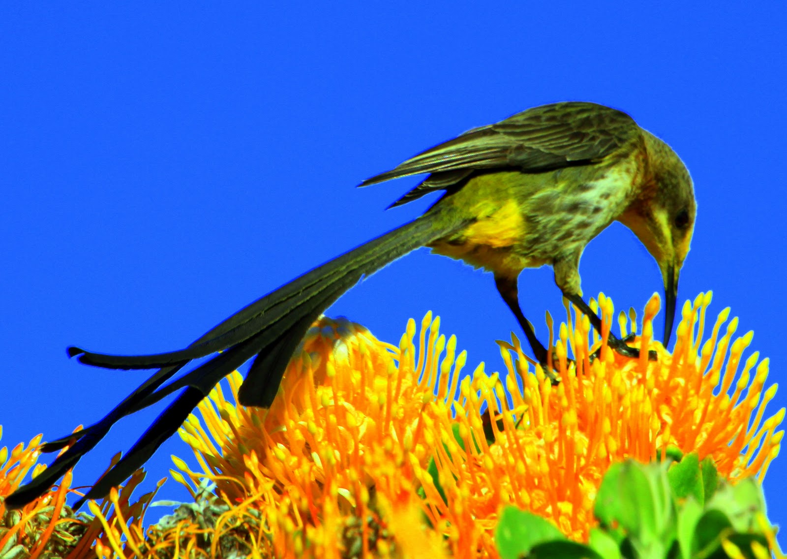 bhoops poetry in pictures: The Cape Sugarbird