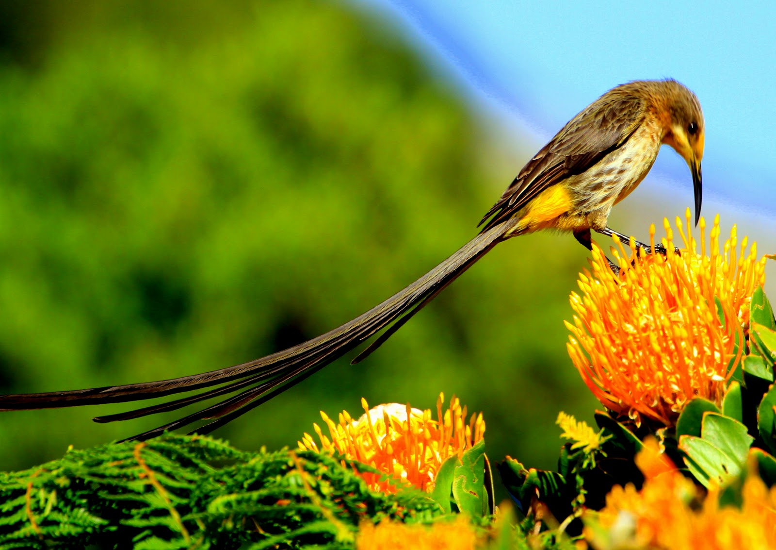 bhoops poetry in pictures: The Cape Sugarbird