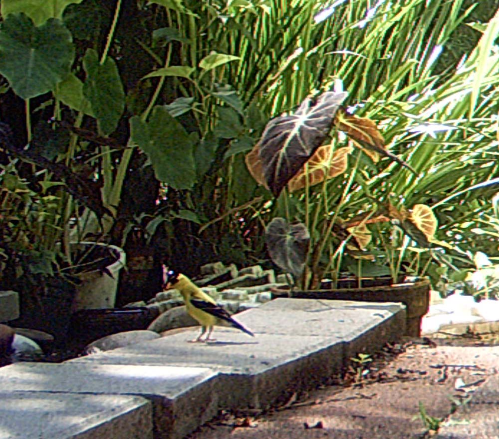Backyard Pond: Bird Day at the Pond