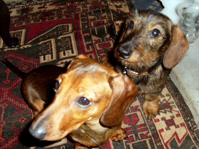 The Long and Short of it All: A Dachshund Dog News Magazine: Help Find ...