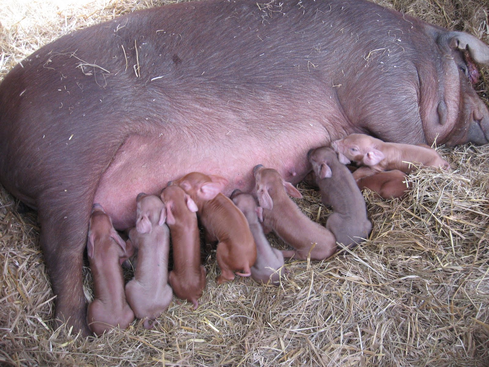 Ecotone: Pork