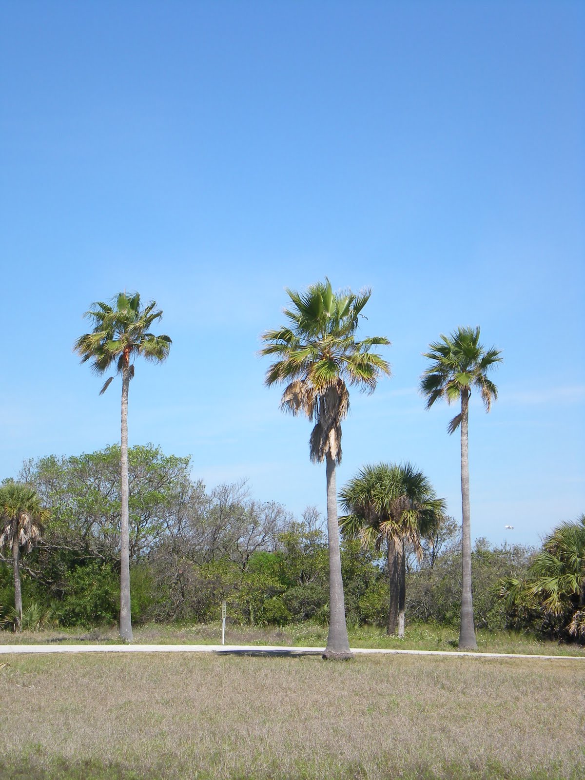 floweringpalmtrees