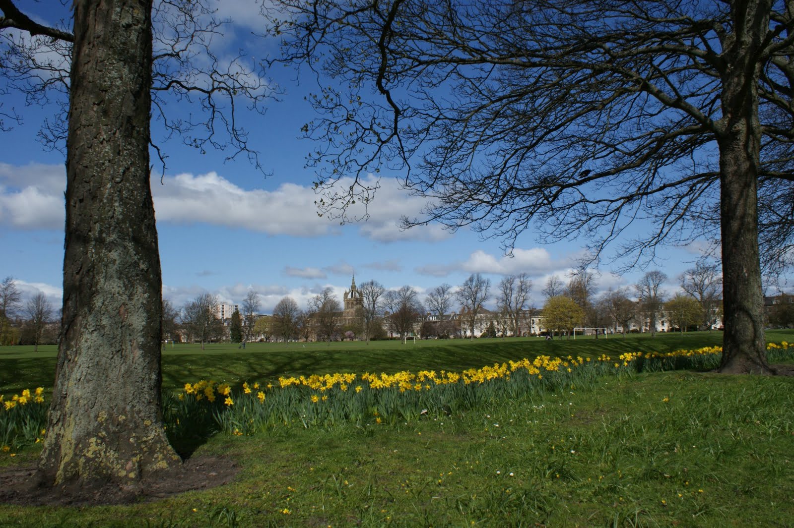 Tour Scotland: April Photograph Daffodils Perth Scotland