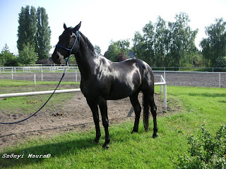 Lovasok Lómániások Klubja :): Nóniusz