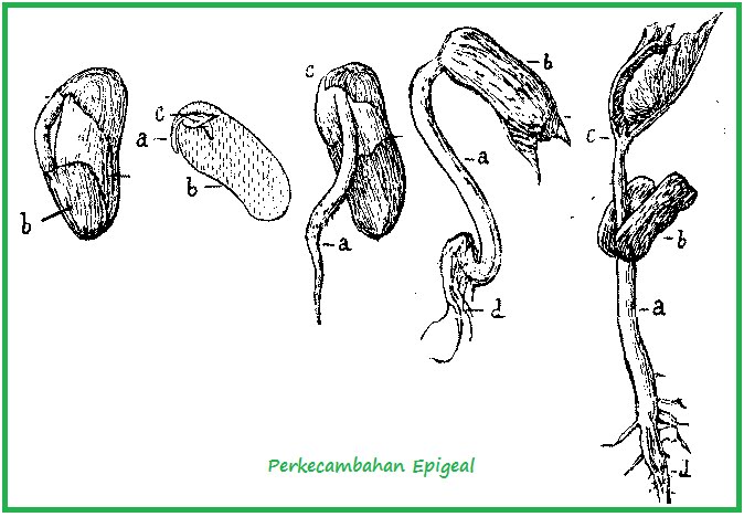 BIOLOGI GONZAGA: PERKECAMBAHAN
