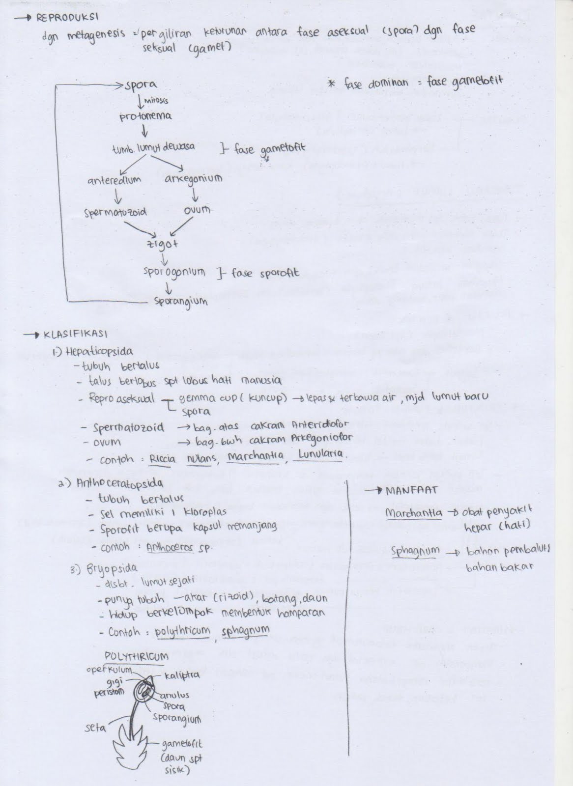 BIOLOGI GONZAGA: CATATAN LUMUT - PAKU