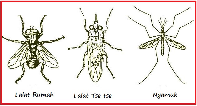 DIPTERA INSECTA - Biology Page
