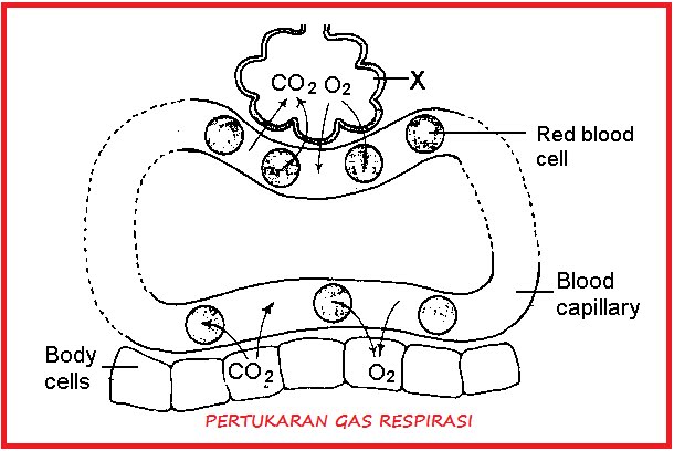 DIFUSI GAS RESPIRASI - Biology Page