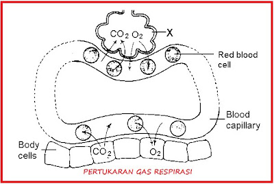 BIOLOGI GONZAGA: DIFUSI GAS RESPIRASI