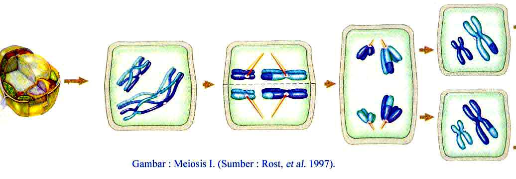 TEORI REPRODUKSI SEL | Berita Biologi