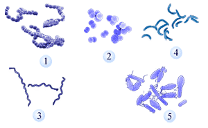 SOAL LATIHAN UN - Biology Page