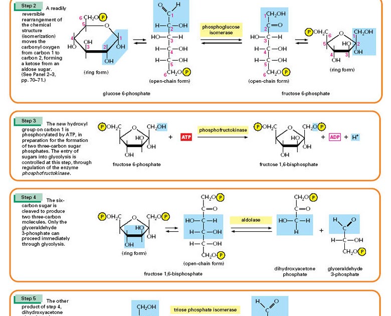 GLIKOLISIS SYSTEM | Berita Biologi