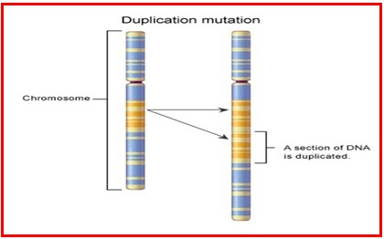 Nina Ayuning Rahayu F S: MATERI MUTASI