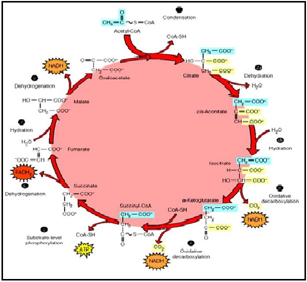 BIOKIMIA - Dian Husada: Siklus krebs sebagai rangkaian aksi untuk ...