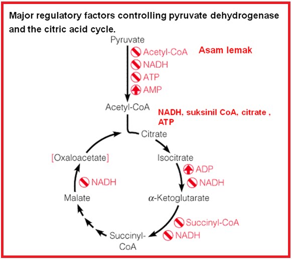 S iklus K rebs sebagai jalur metabolisme amfibolik Disebut amfibolik à ...