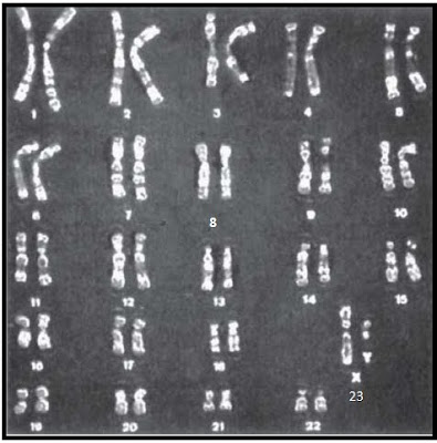 Kromosom | Berita Biologi