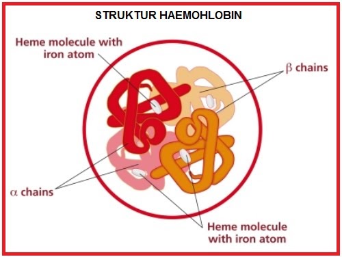 HEMOGLOBIN (Hb) | Berita Biologi