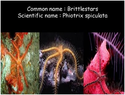 HEWAN BERKULIT DURI (bintang laut) | Berita Biologi