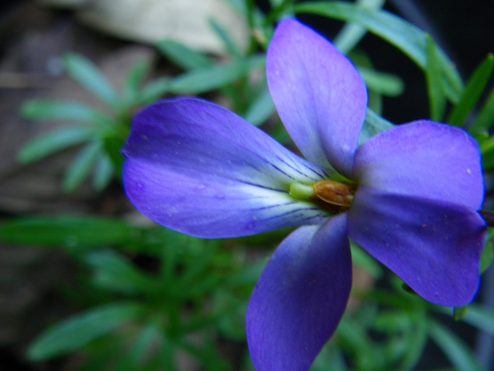 World Peace Wetland Prairie: Birdsfoot violet at WPWP: Viola pedata