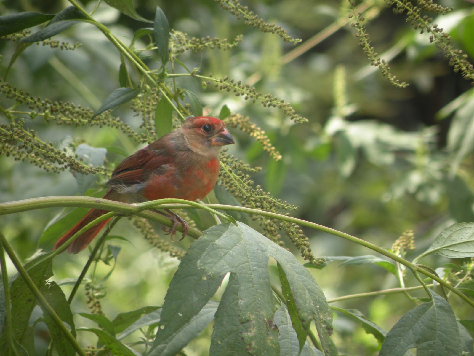 Northwest Arkansas Audubon Society: Immature male cardinal eating ...