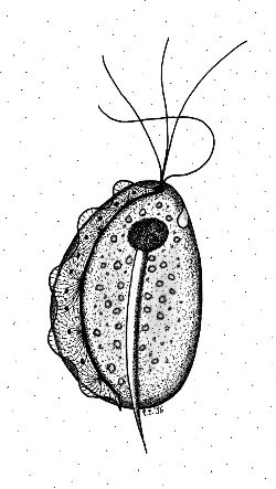 HISTOMONIASIS EN AVES | Apuntes MVZ