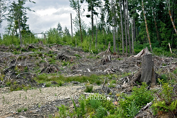 Stock and Fine Art Photos: Edge of Clear Cut Forest Image