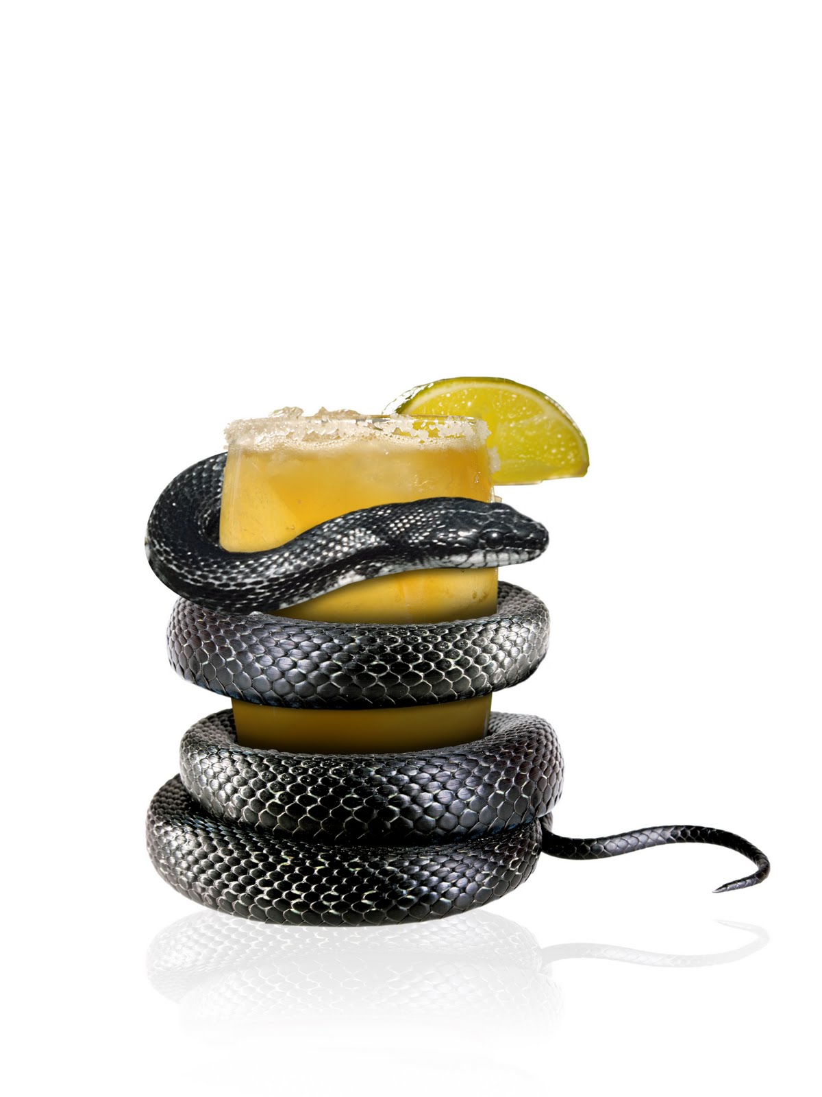 jungle life: black mamba snake