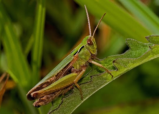 Irish Wildlife Photography: Photography Fellowship Panel