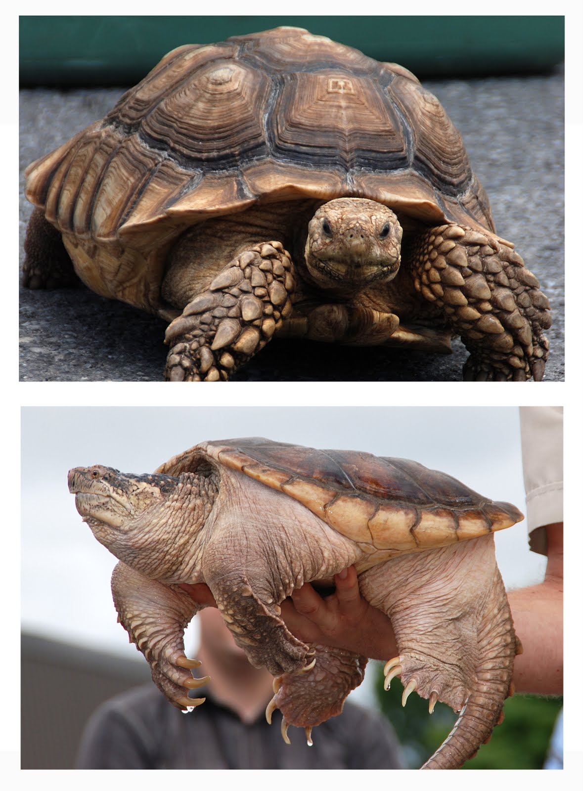 Writer's Fidelity: Turtle, tortoise.