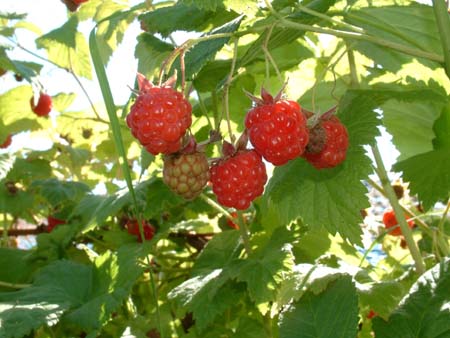 Hanna: Hallon, hallon, hallon!