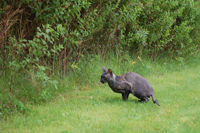 Viktoria-Hasse-Dave-Tony: Tony har fått lymfosarkom