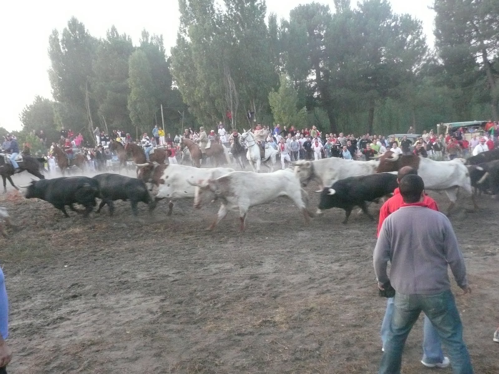 EL Rincón de Ordóñez: "CABESTRO, BUEY O MANSO"