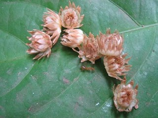 Melange : Under the Ilanji tree