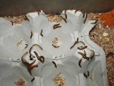 gouldians bred in a natural manner - גולדנים בשיטה הטבעית: breeding ...