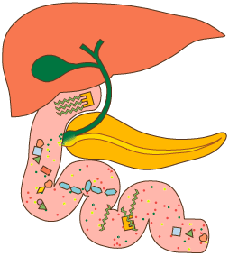 BIOLOG-ABA: jugo pancreático y jugo intestinal.