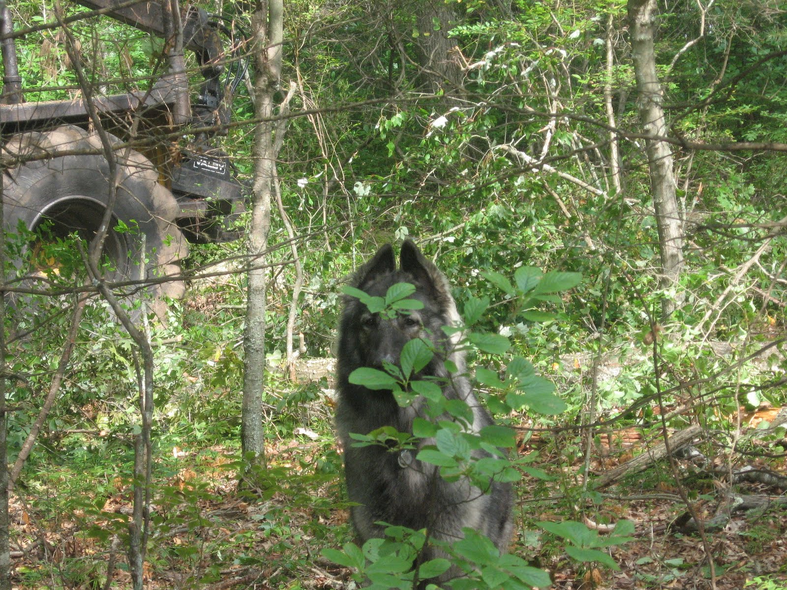 Timber - 1 to 2 years old: Timber - Logging Dog