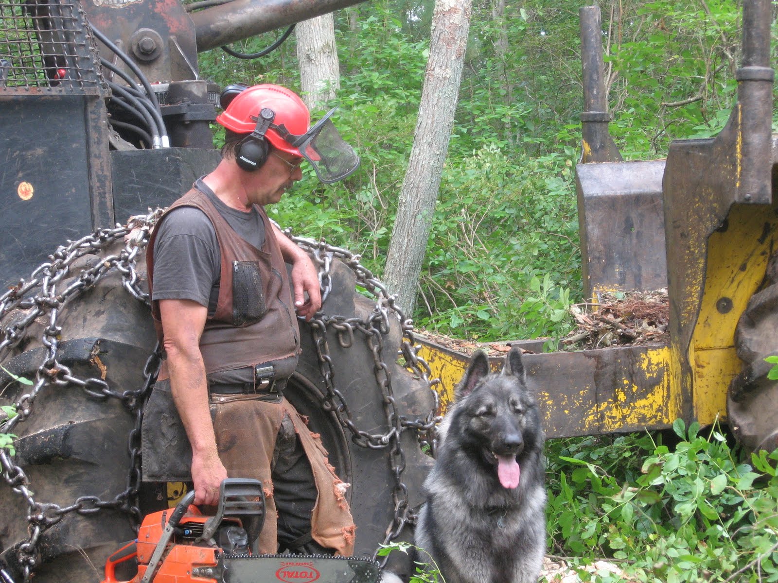 Timber - 1 to 2 years old: Timber - Logging Dog