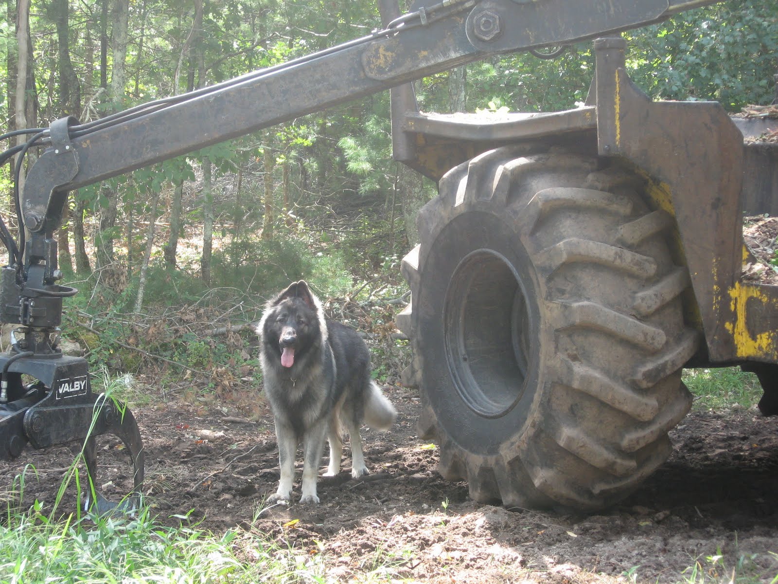 Timber - 1 to 2 years old: Timber - Logging Dog