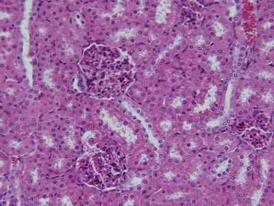 Histologia dos Sistemas: Rim - Região cortical