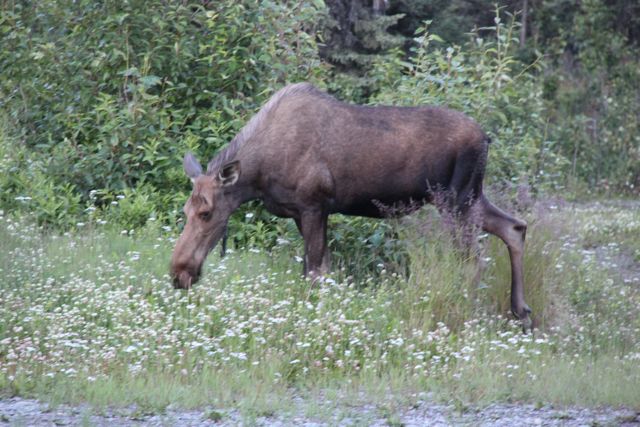Texas Dream Chasers: Moose At Sunset