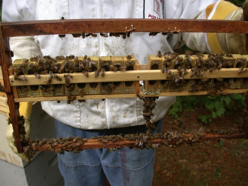 What Should I Be Doing With My Bees This Month?: Queen Rearing