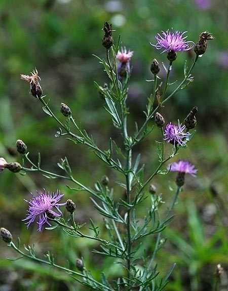 What Should I Be Doing With My Bees This Month?: Spotted Knapweed