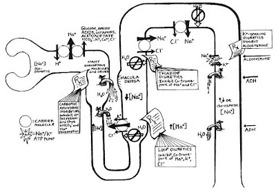 Medical Mnemonics 4U: Memory and Study aids for Medical Students