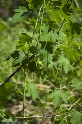 Permaculture in Northern California: Currants & Gooseberries