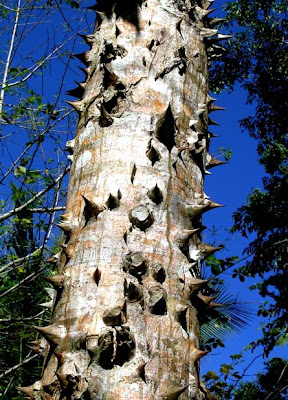 Seven on the Seas:: Tropical Paradise